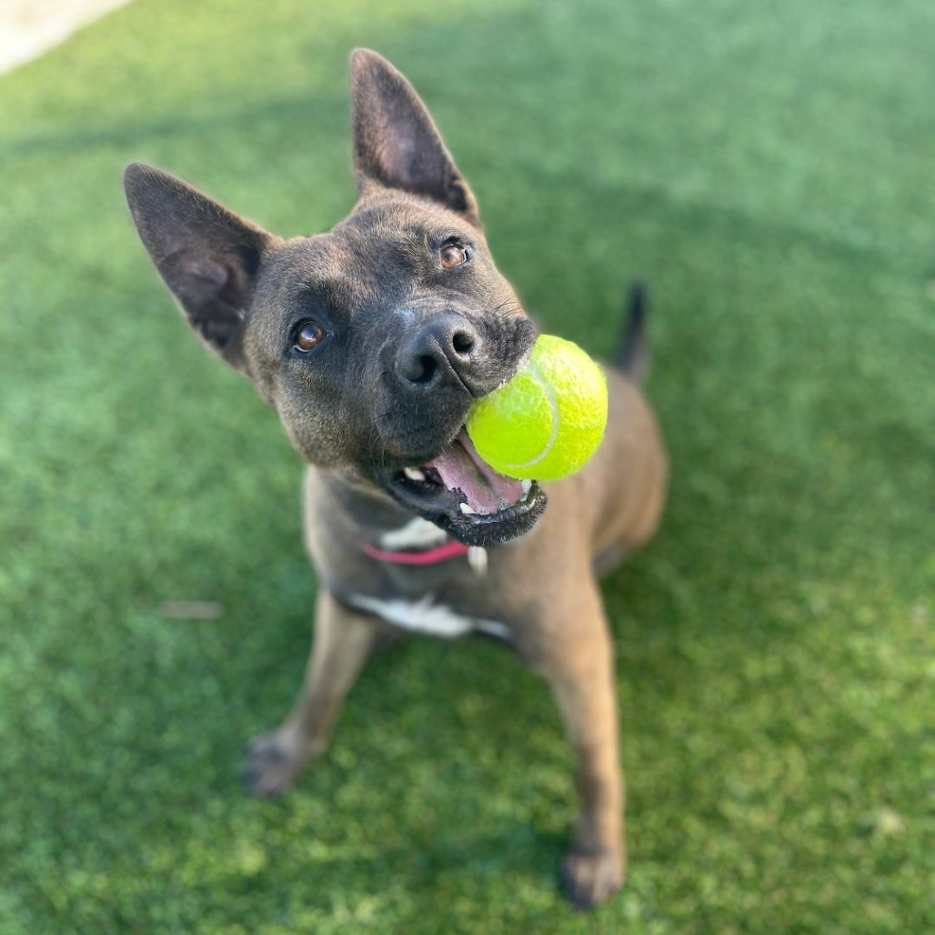 Moxie is available for adoption at Nates Honor Animal Rescue Center