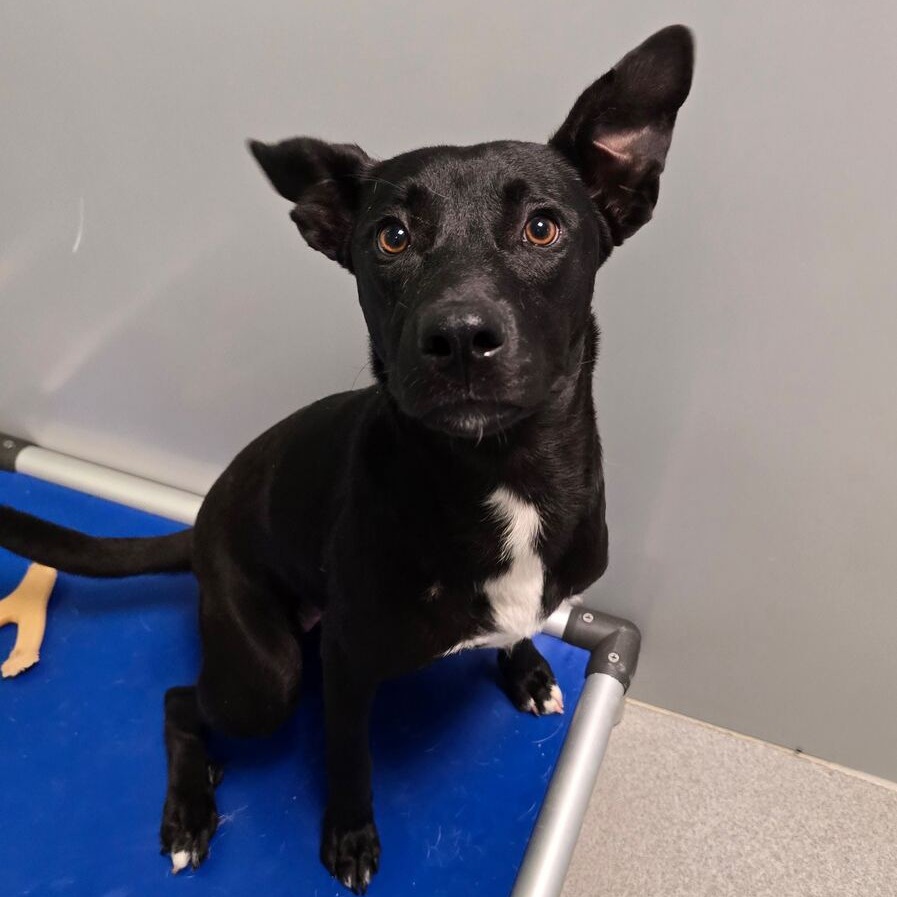 Lyric is available for adoption at Kingman County Humane Society