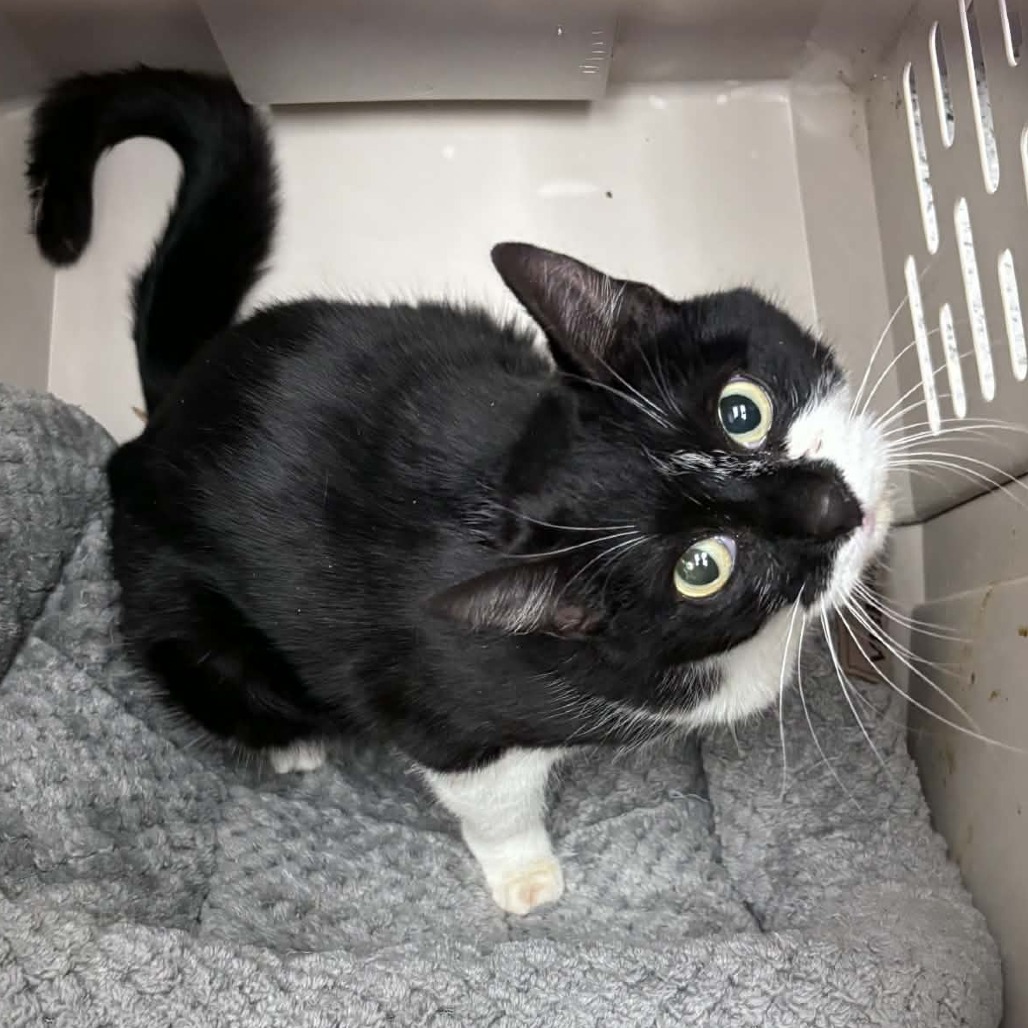 ADOPT A PET | WEST VALLEY HUMANE SOCIETY