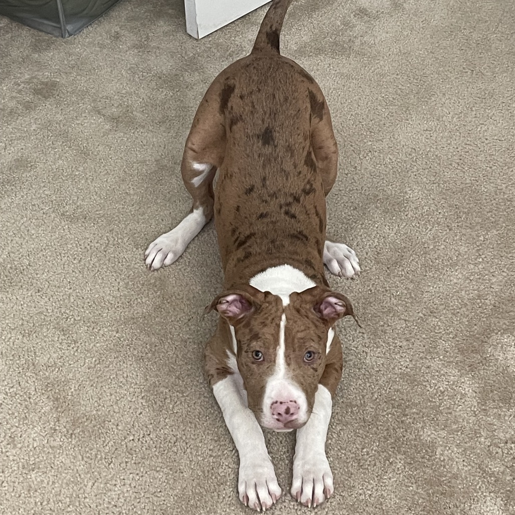 Adoptable Dogs - Stray Paws Rescue