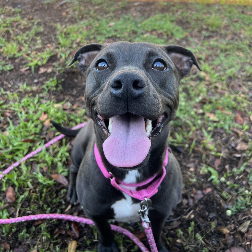 Foster | Start your fostering journey today and help save lives