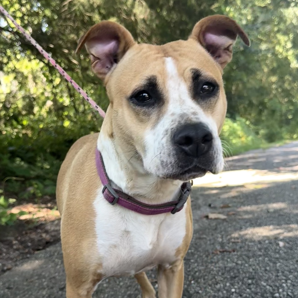 Adopt Dogs - Orphans of the Storm