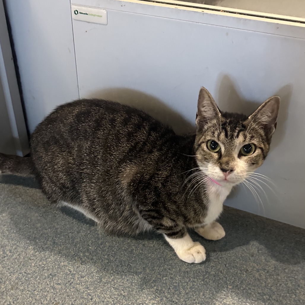 Maple Scone is available for adoption at Palm Valley Animal Society