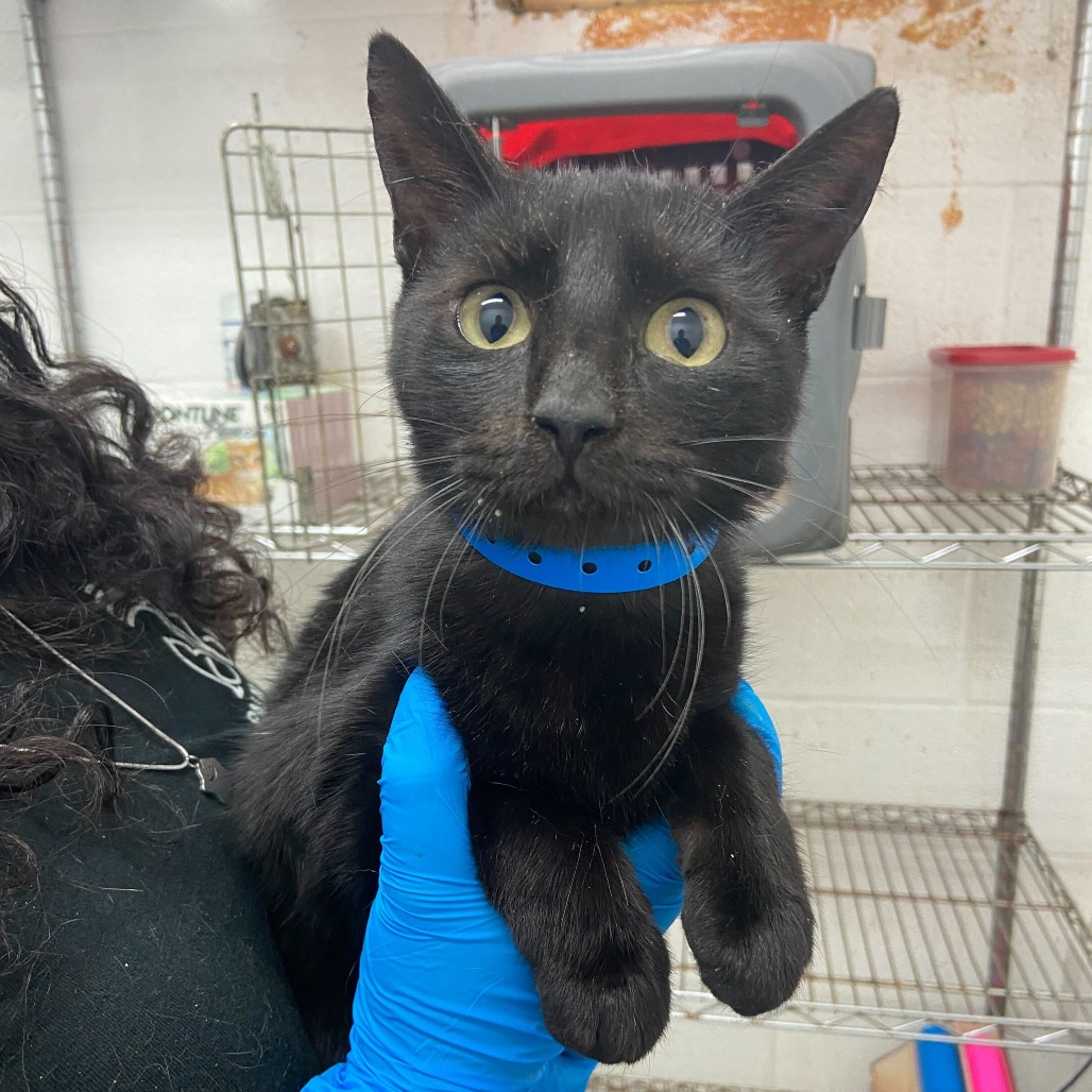 Blackie (Umar) is available for adoption at Palm Valley Animal Society