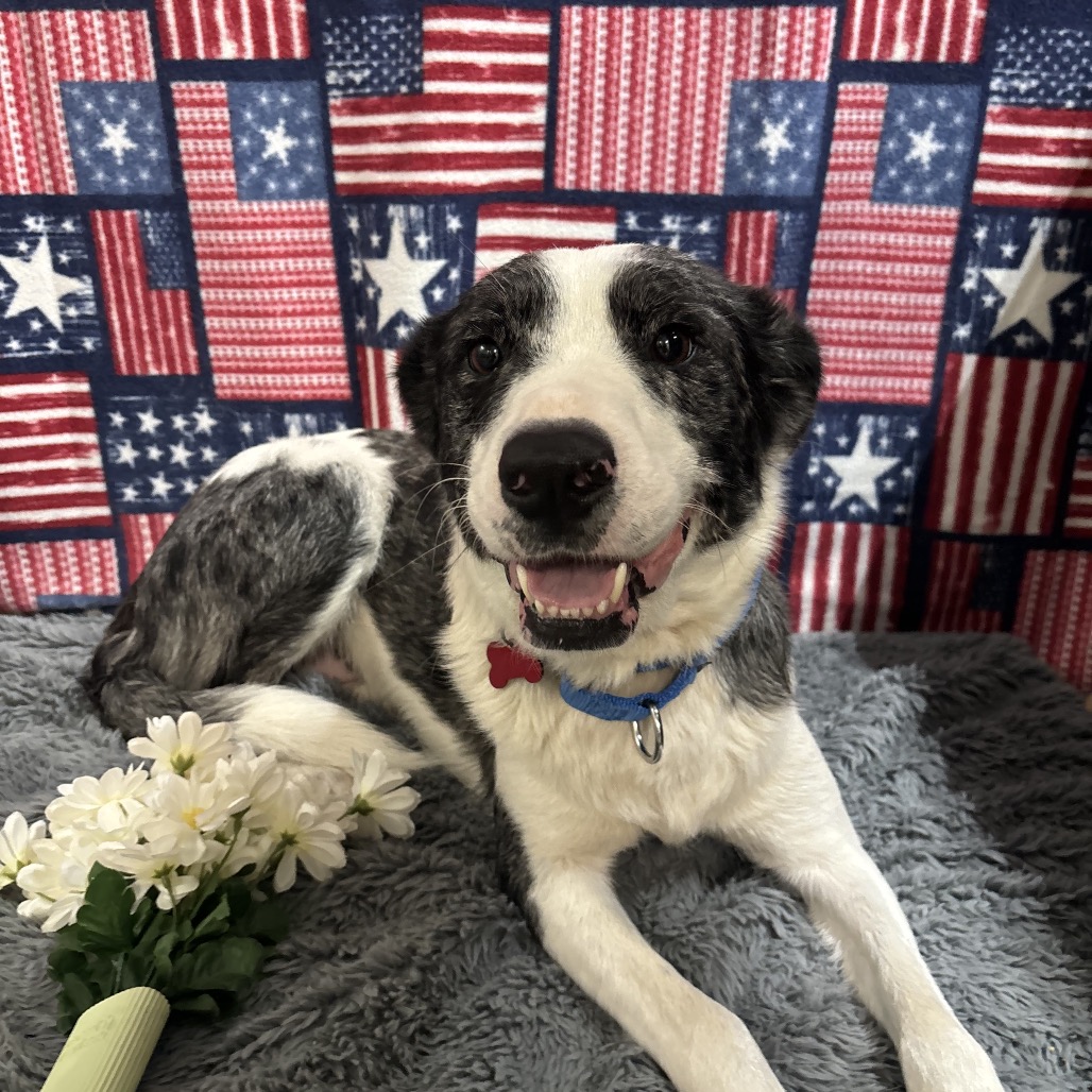Alaqua Animal Refuge Adoption