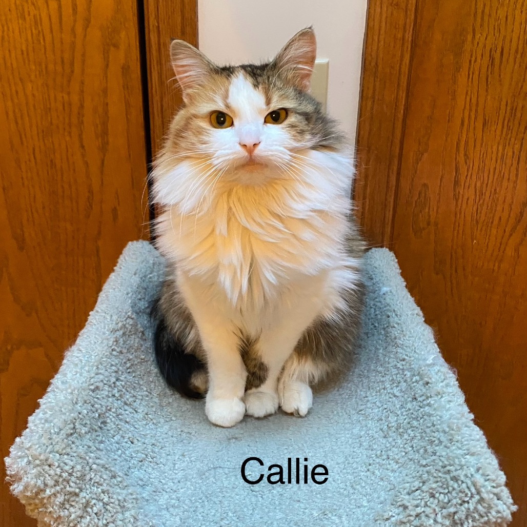 Adopt a Dog or Cat – Always and Furever Midwest Animal Sanctuary