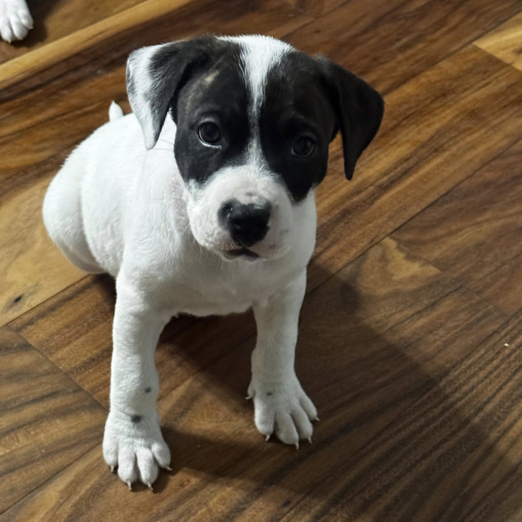 Baron Bomburst is available for adoption at Renegade Paws Rescue