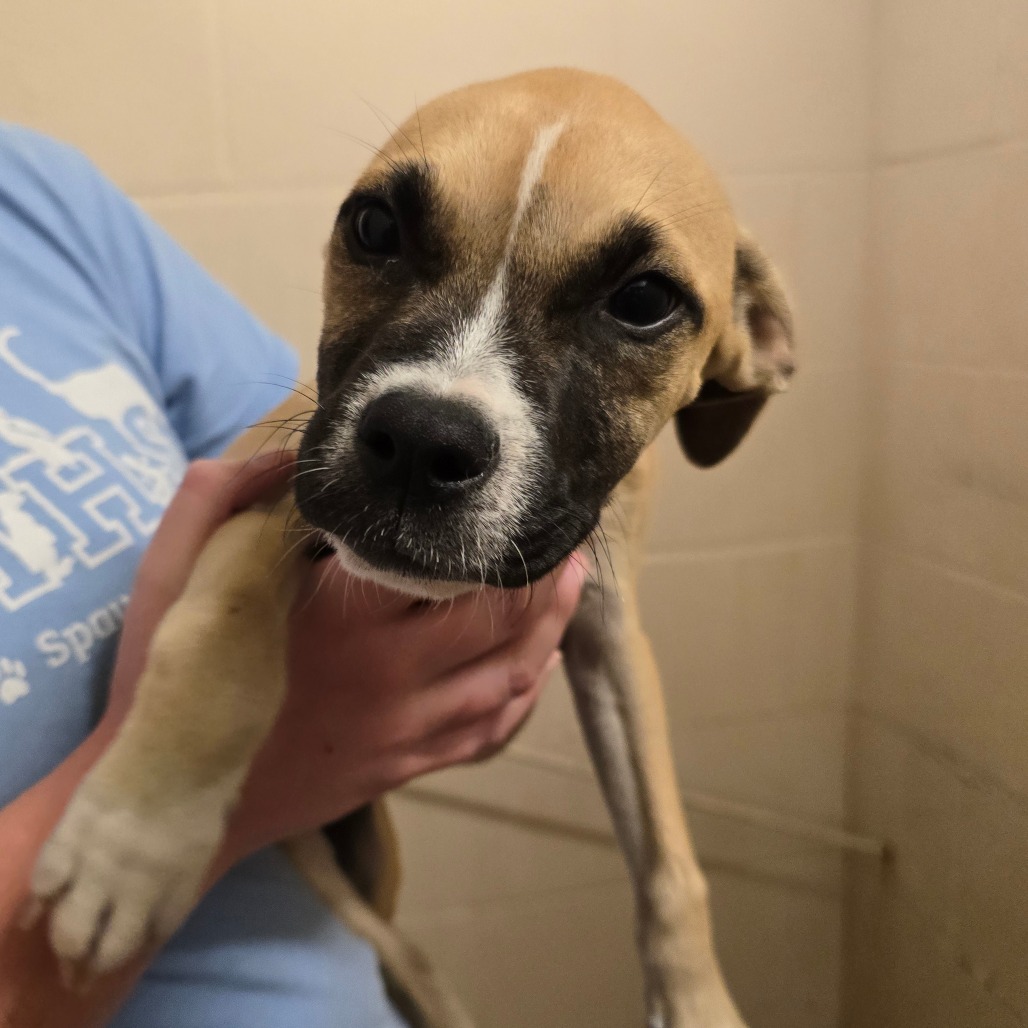 Zaria is available for adoption at Central Missouri Humane Society