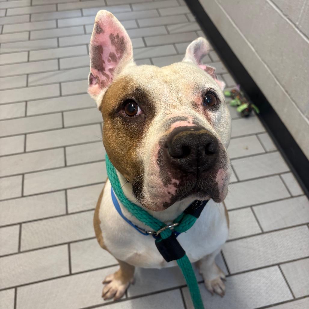 King is available for adoption at ACCT Philly