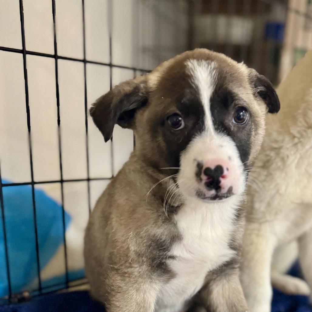 Rocket City Rescue | Adopt a Dog | Foster A Dog