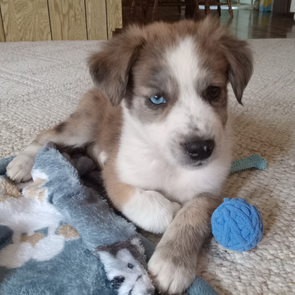 Adoptable Dogs - Rescue Network