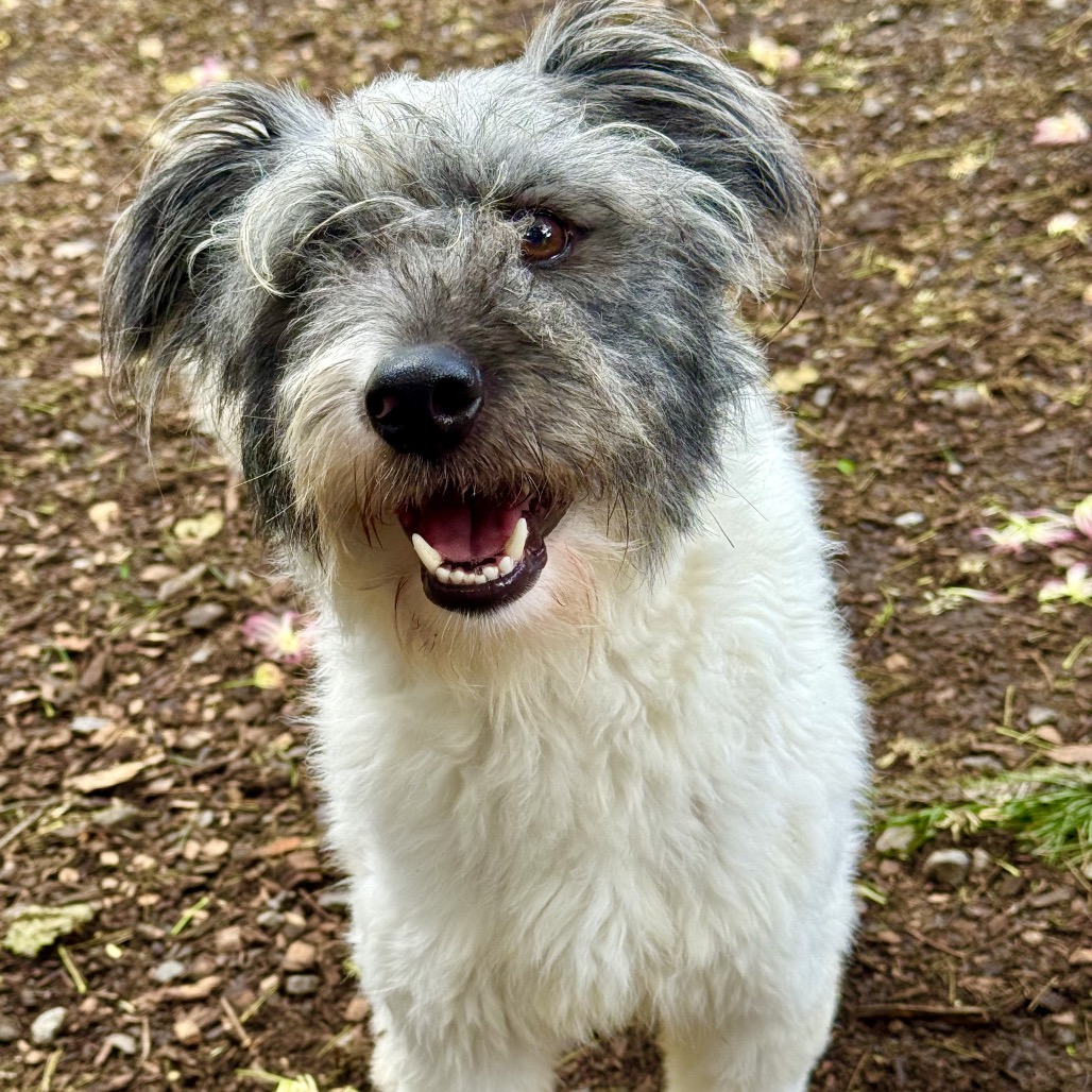 Binks - Phoenix Animal Rescue