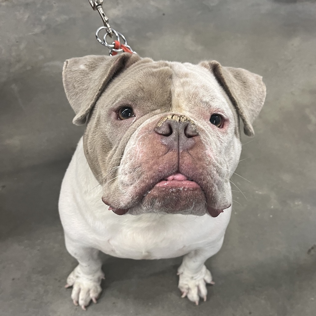 Cupid is available for adoption at Humane Society of Tampa Bay ...