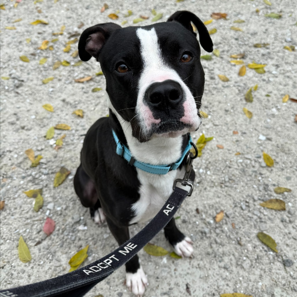 Courage is available for adoption at Central Missouri Humane Society