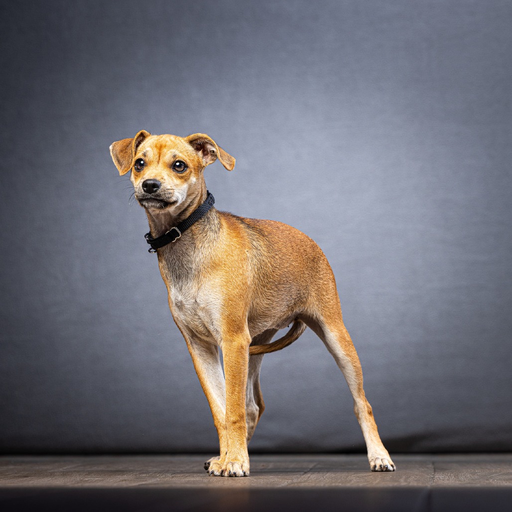 Peep is available for adoption at Furry Friends Humane