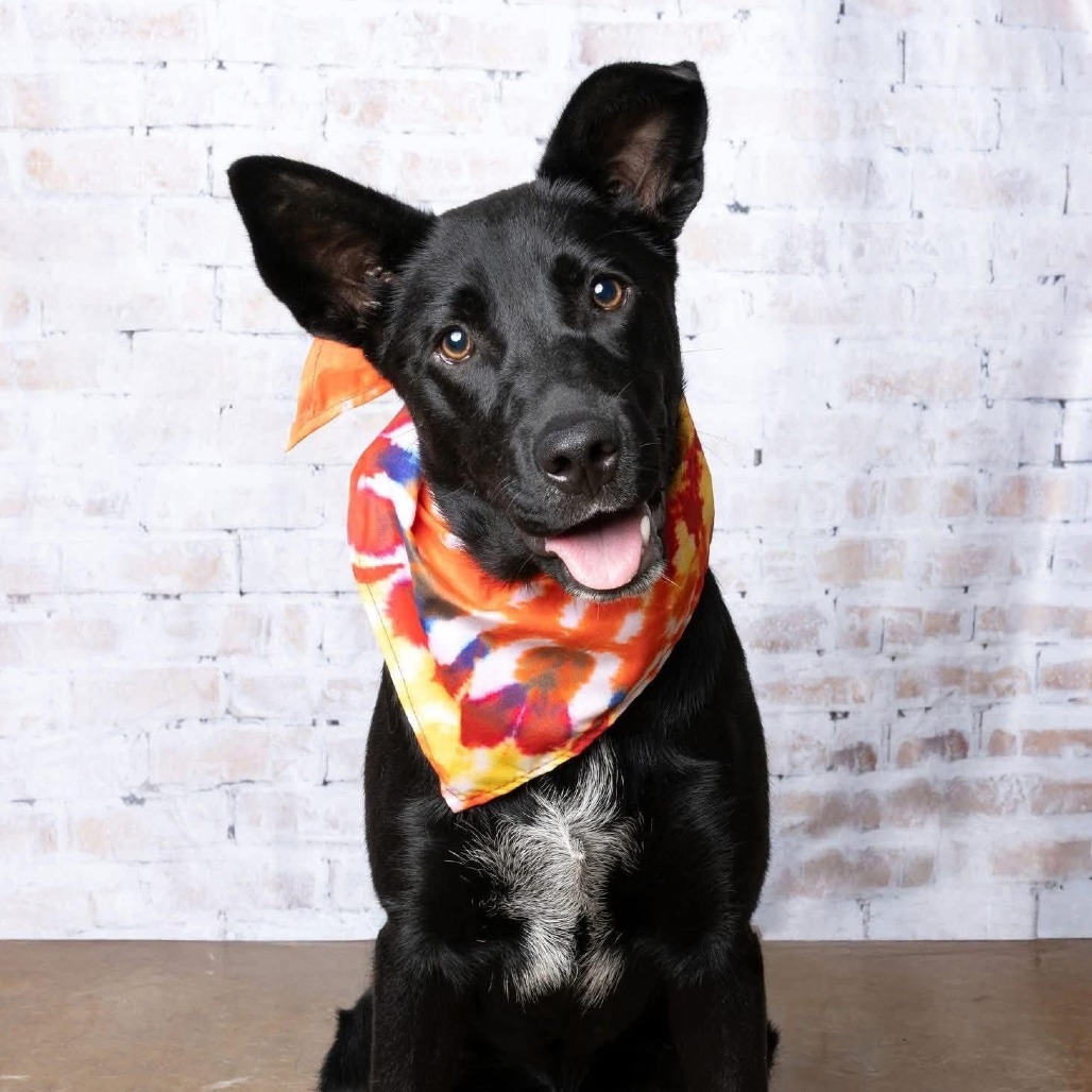 Perry is available for adoption at Humane Society of West Michigan