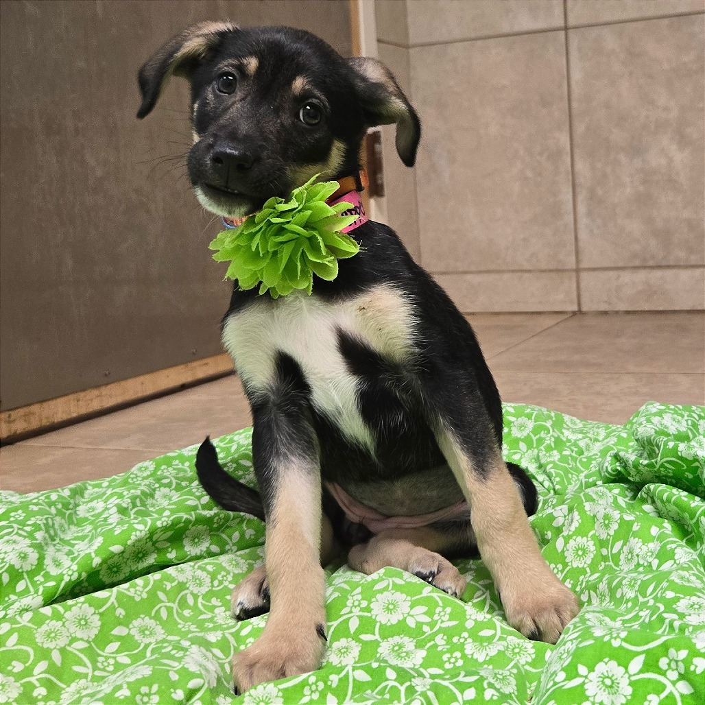 Pepperoni is available for adoption at McKamey Animal Center