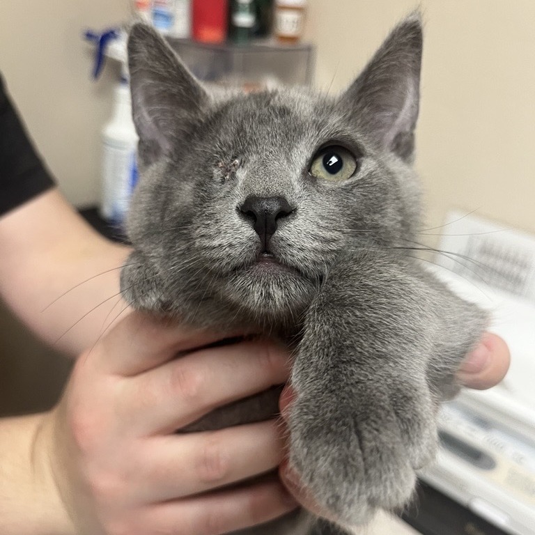 Meet Lieutenant Dan, a Domestic Medium Hair Cat Available For Adoption ...