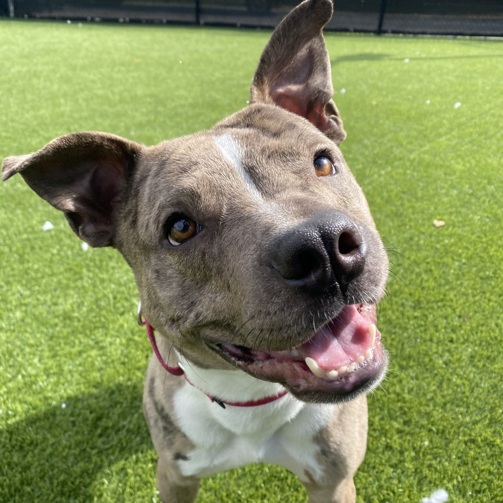 Adopt - Humane Animal Rescue