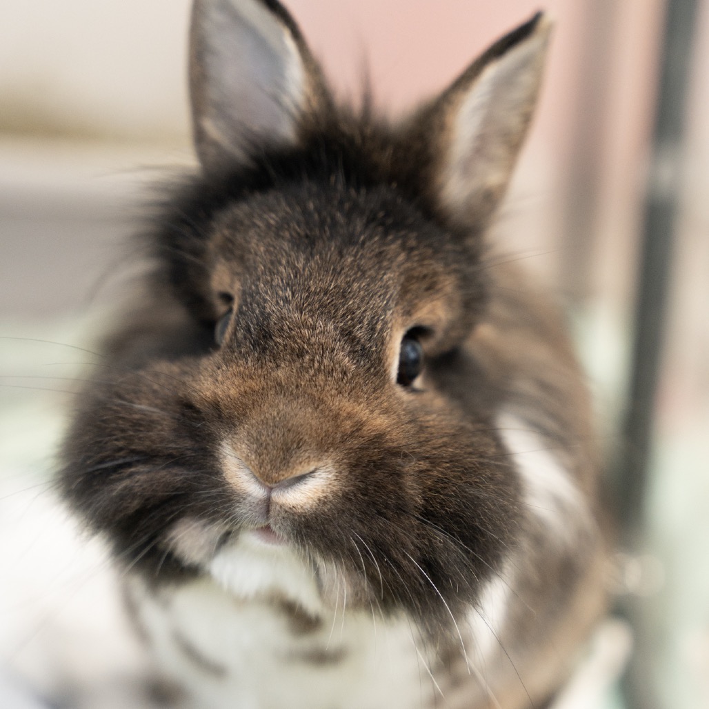 Lenny is available for adoption at Georgia House Rabbit Society