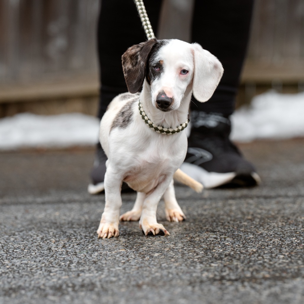 Helena - Phoenix Animal Rescue