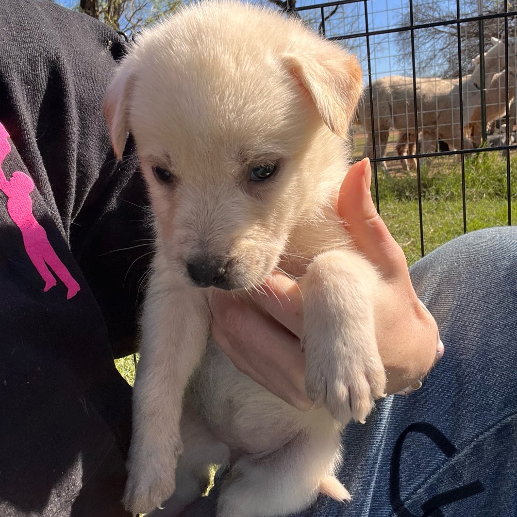 Adopt Dogs - Orphans of the Storm