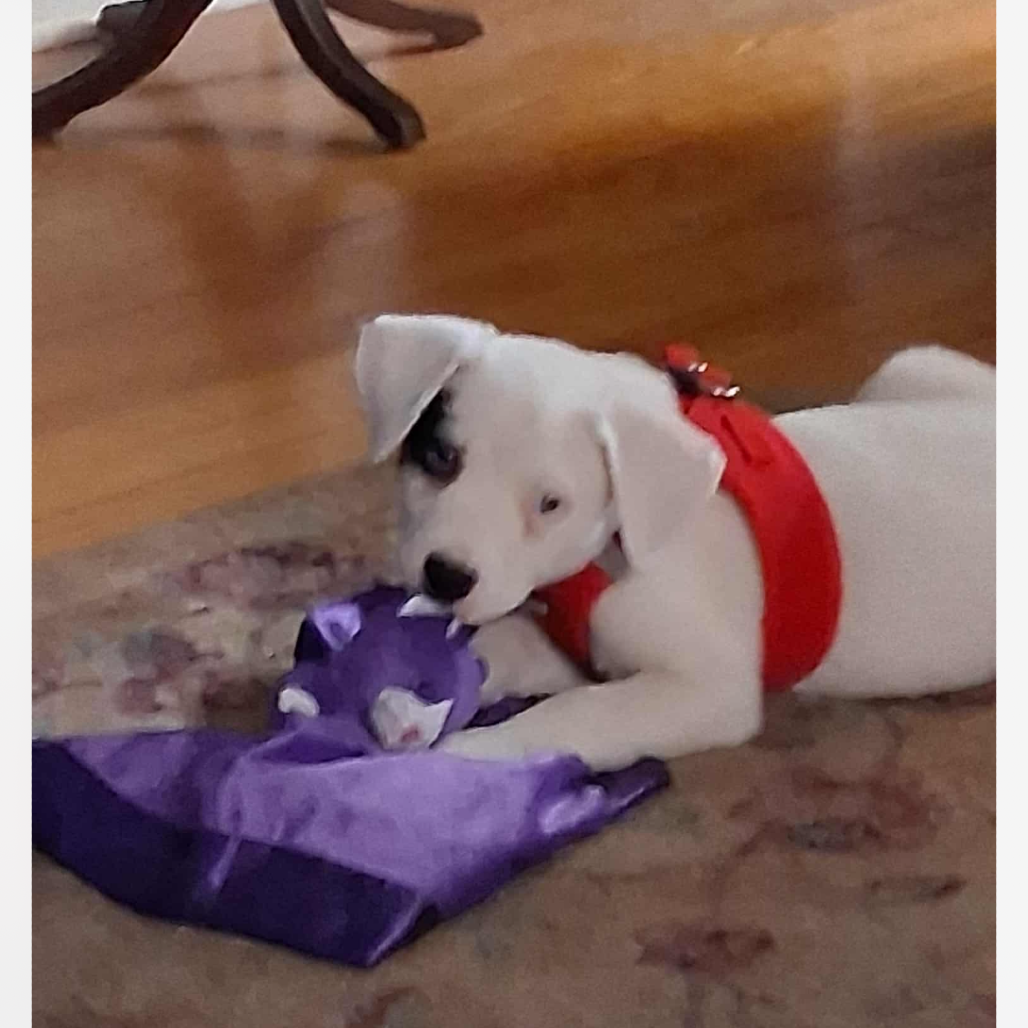Adoptable Dogs - Stray Paws Rescue