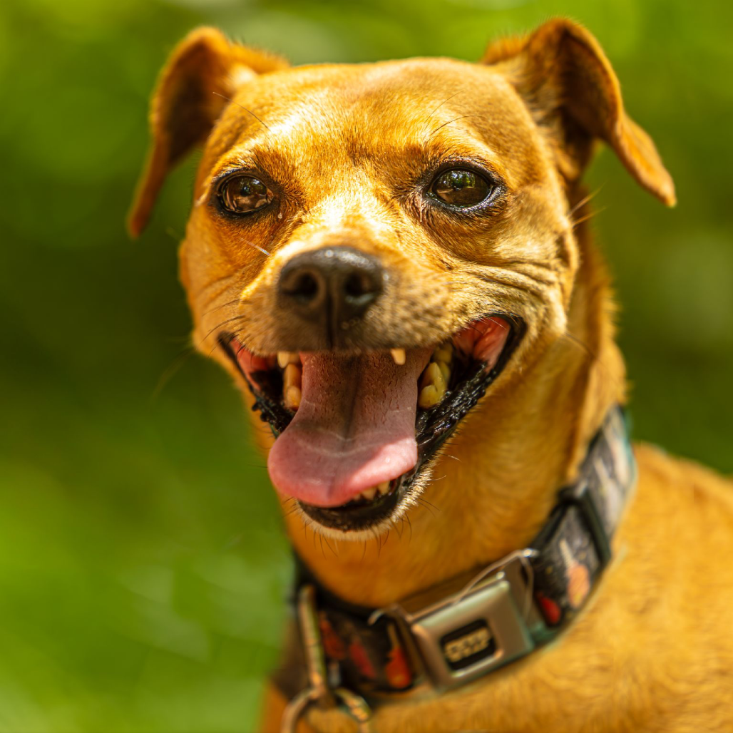Skittles is available for adoption at PAWS Atlanta