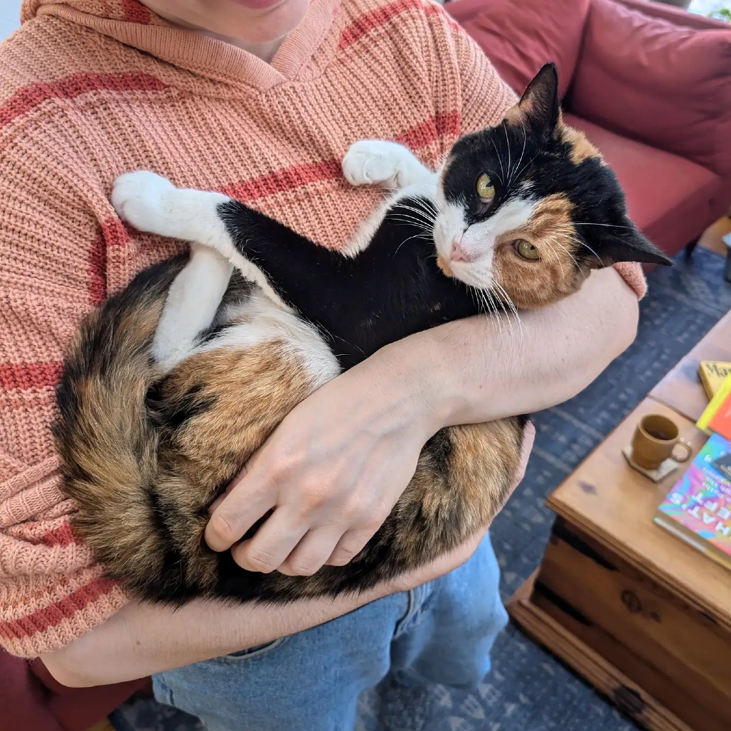 Dogs, Cats, and Critters for Adoption - One Tail at a Time