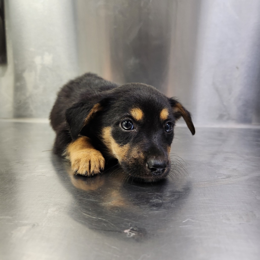 Tuesday is available for adoption at Oxford Animal Resource Center
