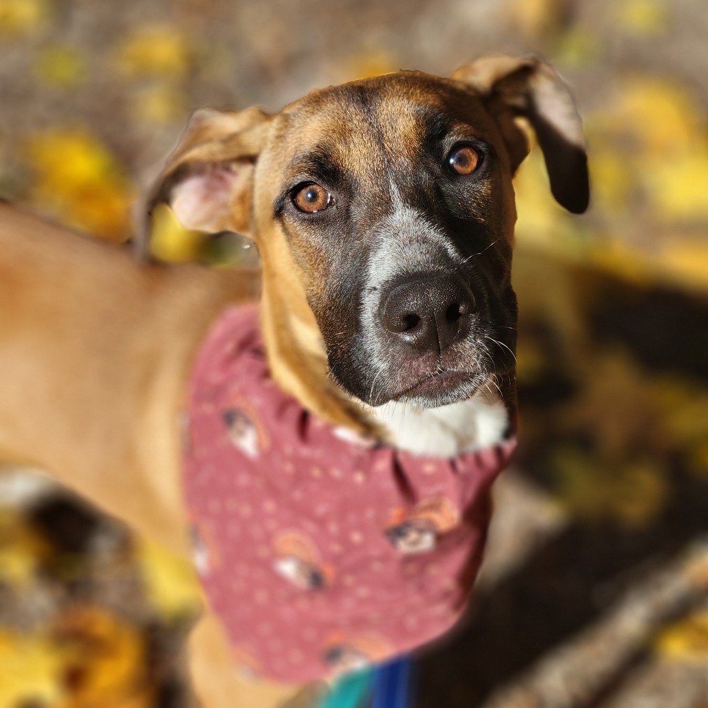Khloe is available for adoption at Anderson Humane