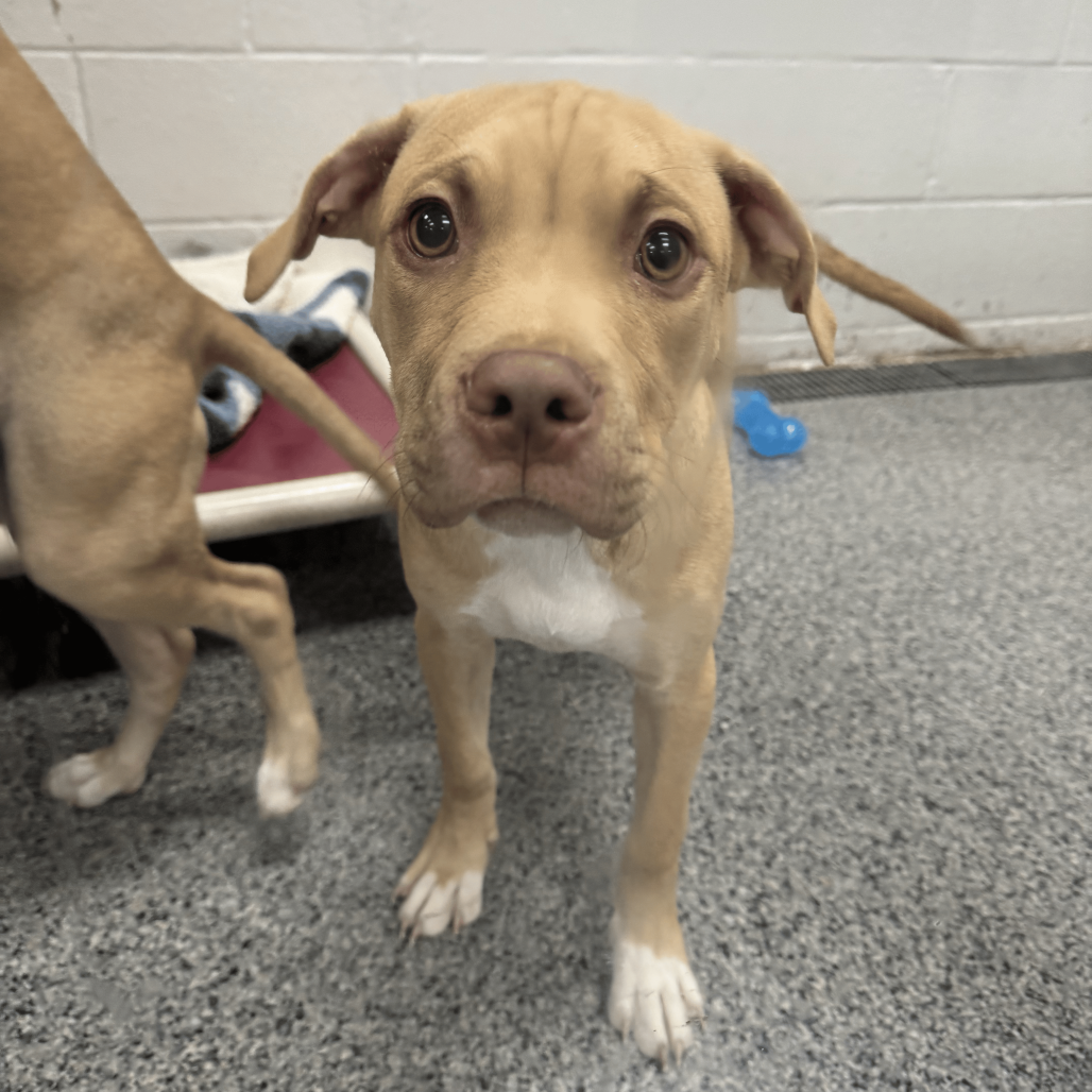 Harry is available for adoption at Humane Society of West Michigan