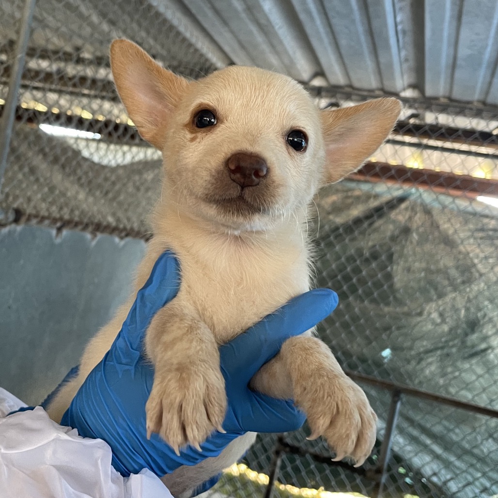 Mae Lynn is available for adoption at Palm Valley Animal Society