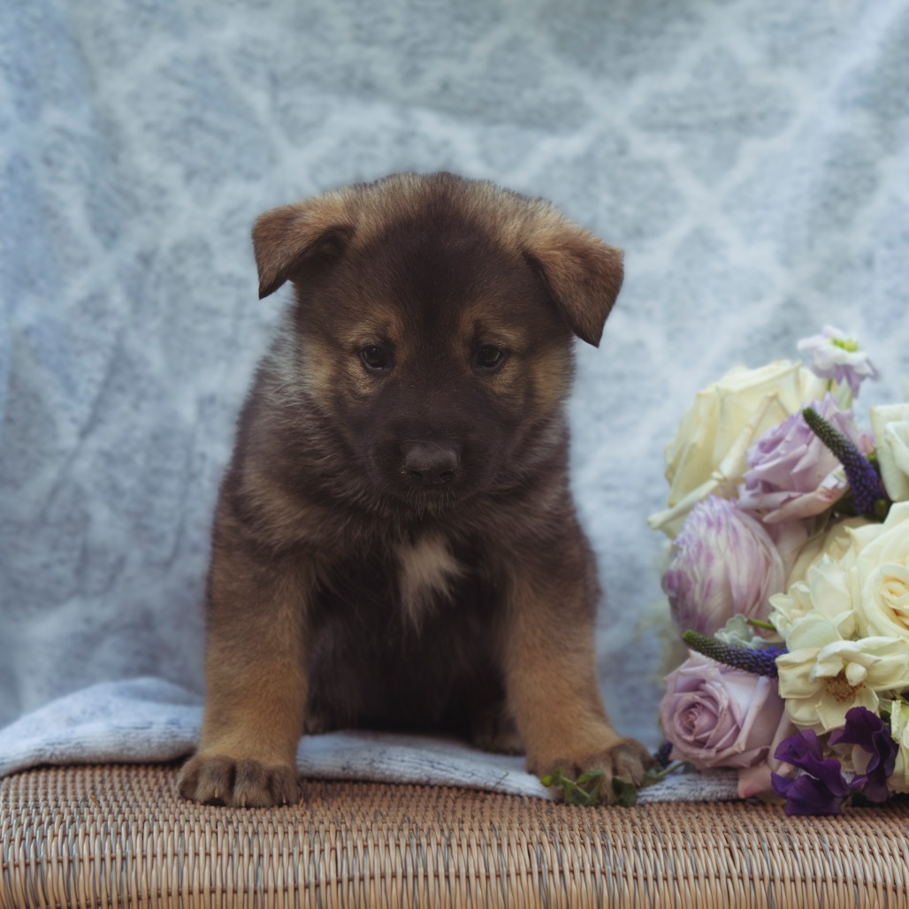 Adoptable Dogs - Rescue Network