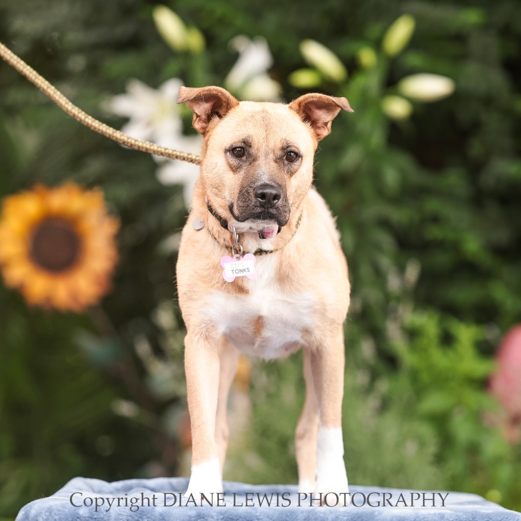 Tonks is available for adoption at Saving Grace Animals for Adoption