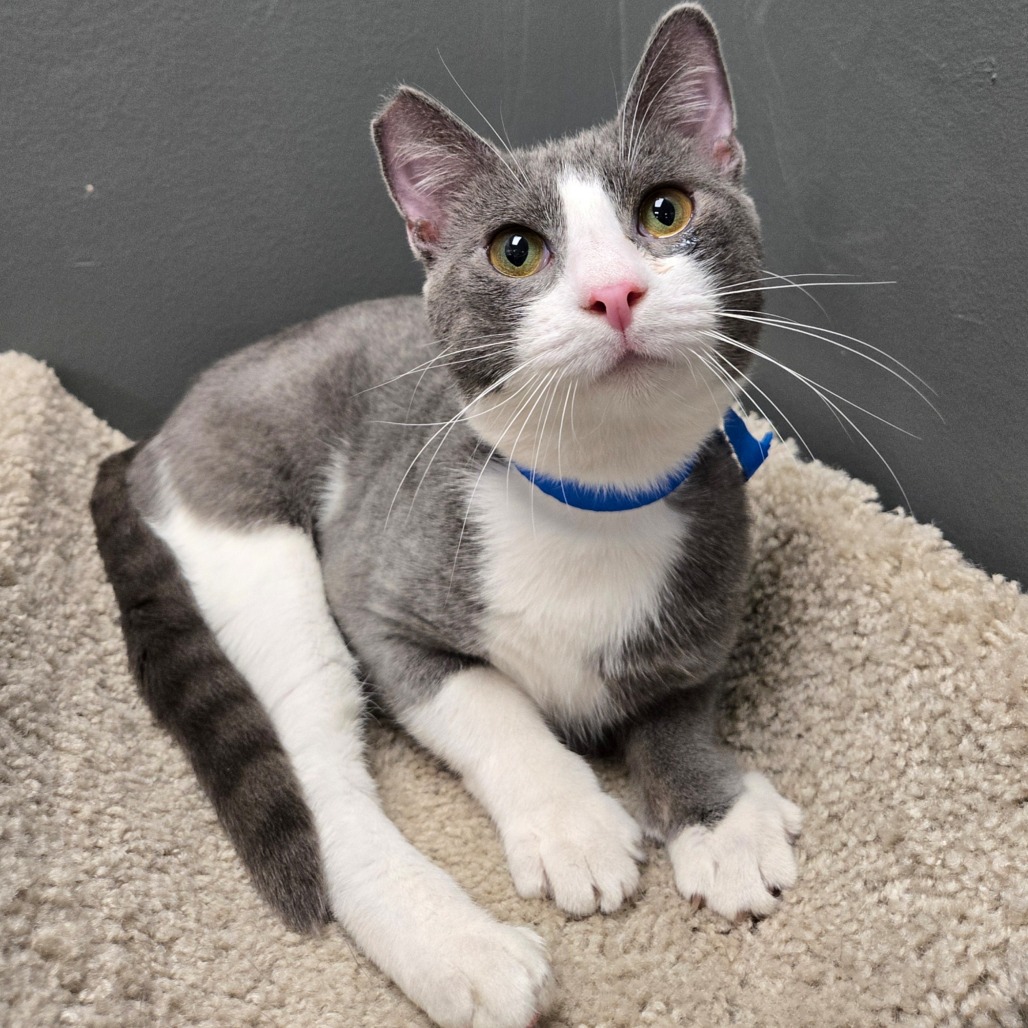 Neamon is available for adoption at Ten Lives Club, Inc.