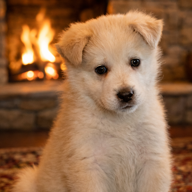 Fluffy Puppy: Fancy – LDCRF