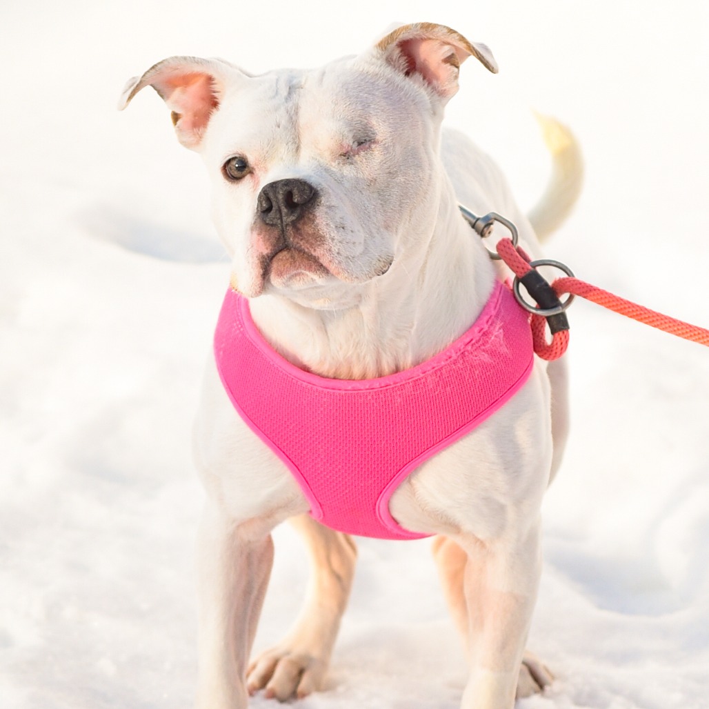 Mary Ann is available for adoption at Humane Society of West Michigan