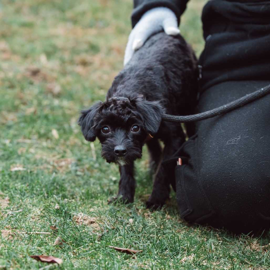 Marnie - Phoenix Animal Rescue