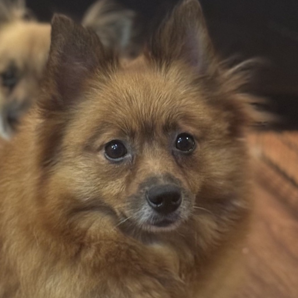 Glinda is available for adoption at Louie's Legacy Animal Rescue, Inc ...