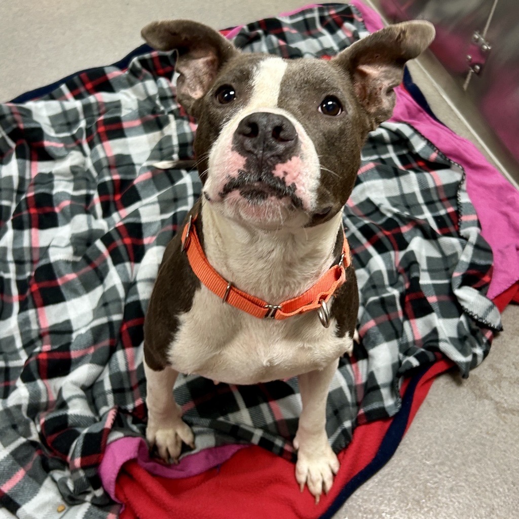 Sasha is available for adoption at Maryland SPCA