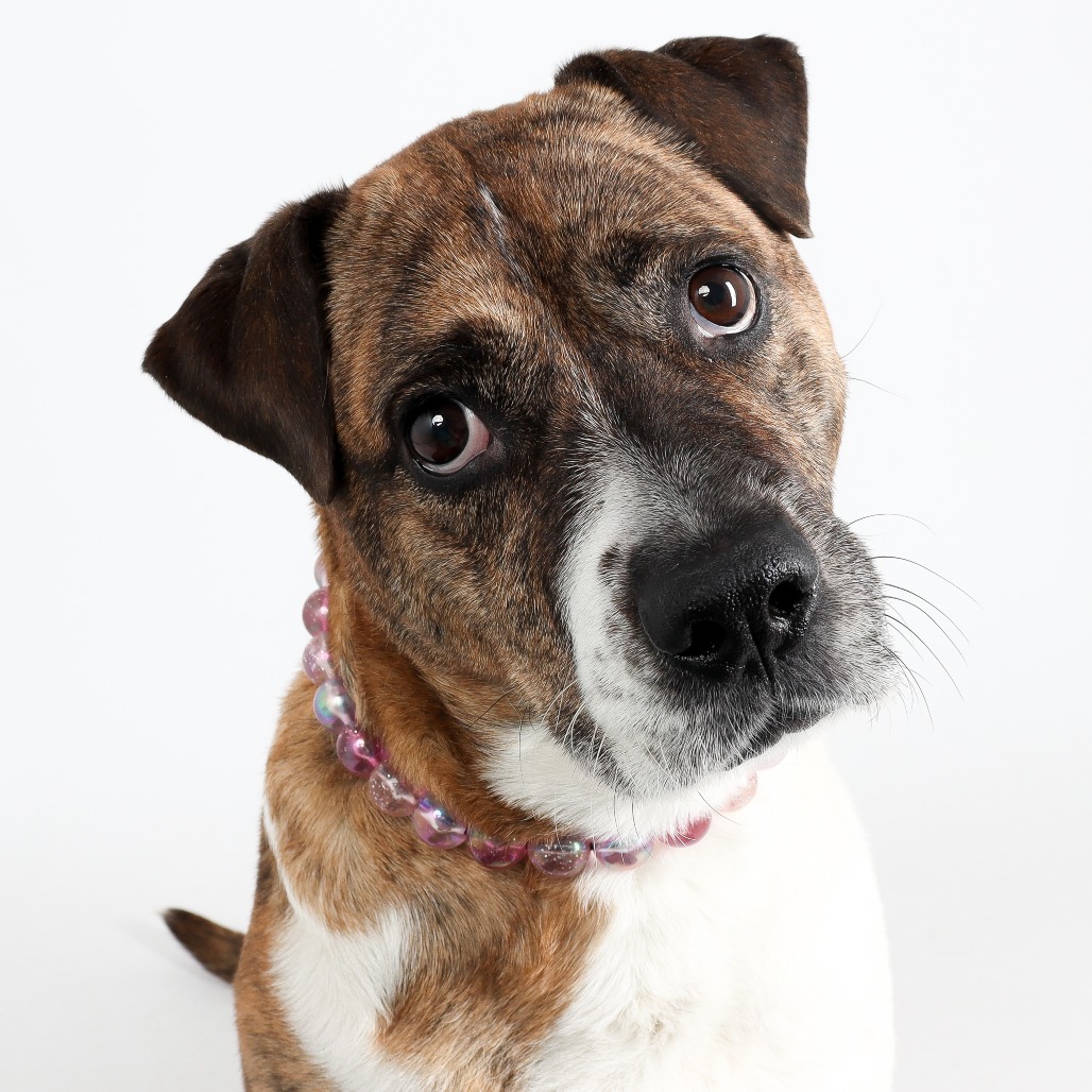 Pei is available for adoption at Humane Society of Utah