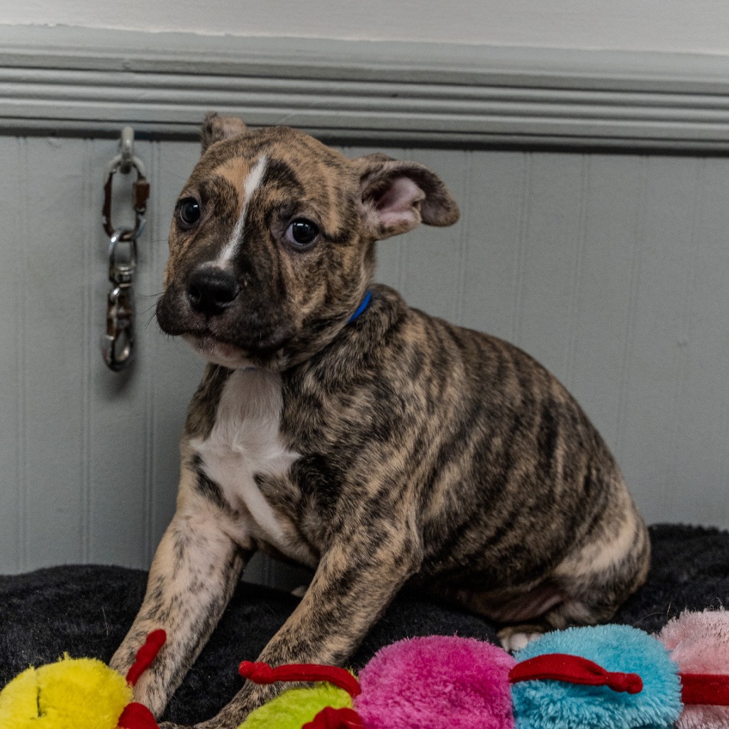 Senior Pablo is available for adoption at Happy Life Animal Rescue