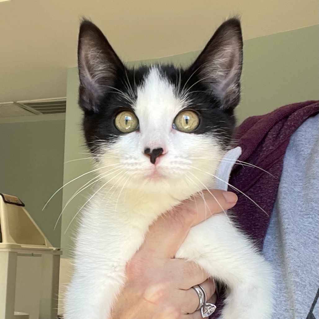 Adopt Cats - Orphans of the Storm