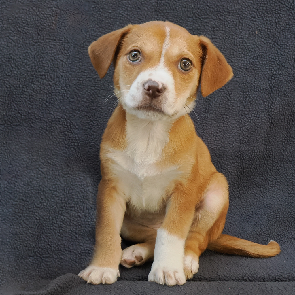 MEIKO now POPPY is available for adoption at Milo Foundation
