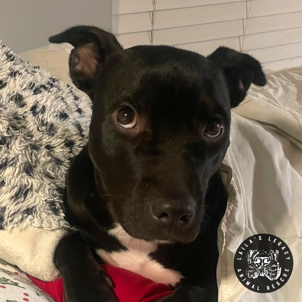 Tux is available for adoption at Laila's Legacy Animal Rescue