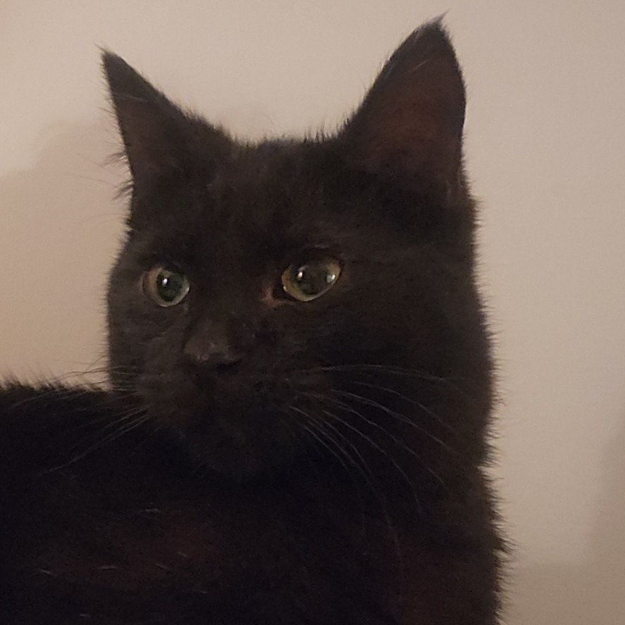 Pookie-Foster is available for adoption at Humane Society of West Michigan