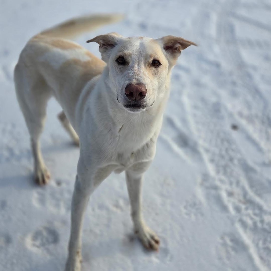 McMurphy Patty Z306 is available for adoption at Dallas Dog Rescue ...