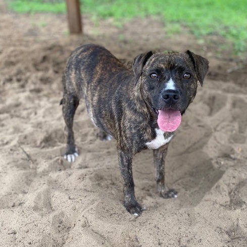 Floppy is available for adoption at Leesburg Humane Society