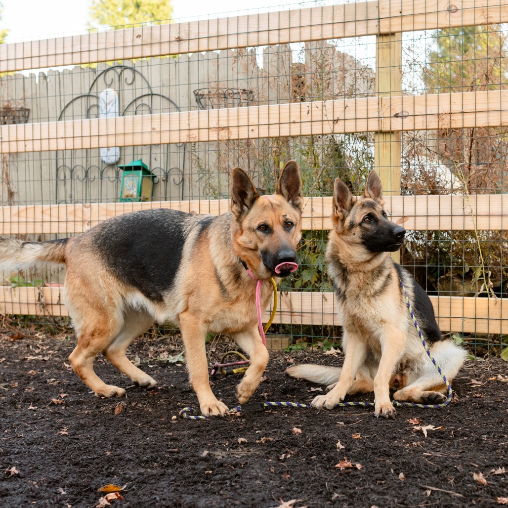 Chai - Phoenix Animal Rescue